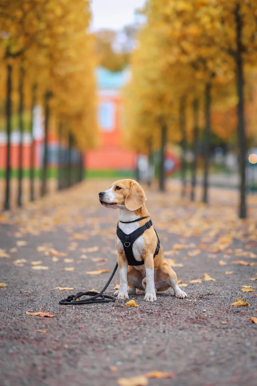 Harnais chien